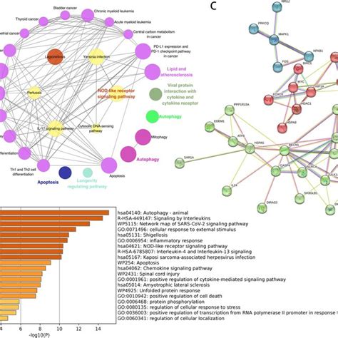 functional enrichment analysis of de args a cluego analysis of
