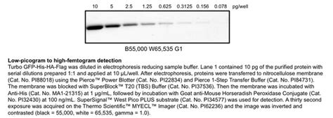 Thermo Scientific™ Supersignal™ West Pico Plus Chemiluminescent