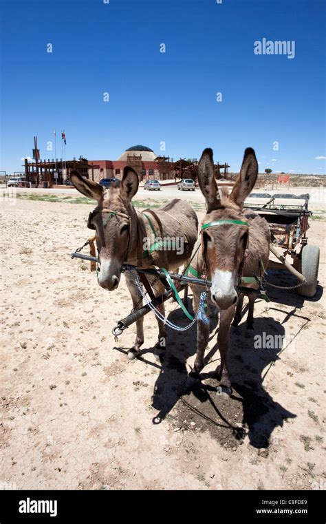 Rock With Barney Donkey