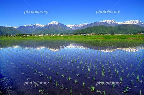 最上川ほとりの田植えをしたばかりの田んぼ 写真素材 690599 フォトライブラリー Photolibrary
