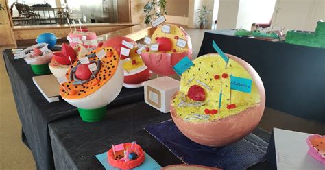 Modelos 3d De Células Eucarióticas E Procarióticas No Átrio Da Escola