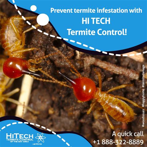 Prevent Termite Infestation With Hi Tech Termite Control Termite
