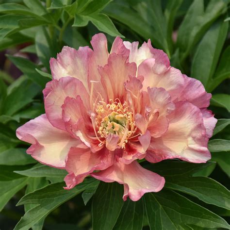 Peony Julia Rose Itoh 3c Country Arbors Nursery