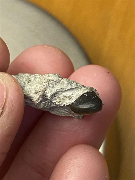 A Surprising Day In A Surprising Spot Fossil Hunting Trips The Fossil Forum