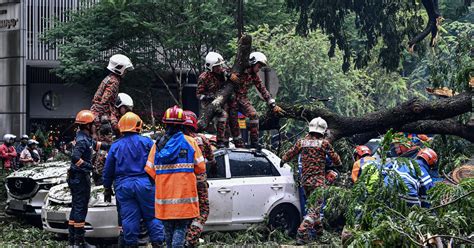 Social Activist Calls For Improved Tree Maintenance After Fatal Incident New Straits Times