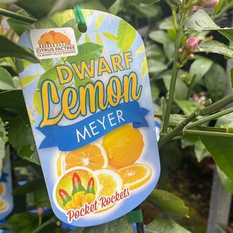 Lemon Dwarf Meyer Acornnursery