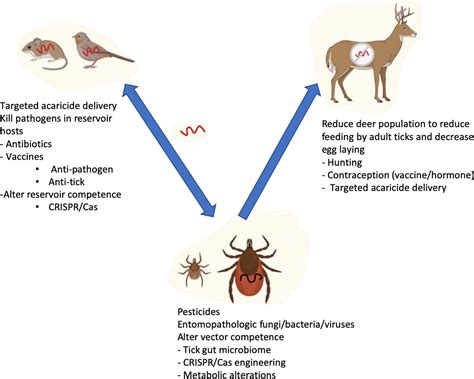 Frontiers Controlling Lyme Disease New Paradigms For Targeting The Tick Pathogen Reservoir