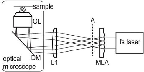 a mla is the microlens array l1 is the lens dm is the dichroic download scientific diagram