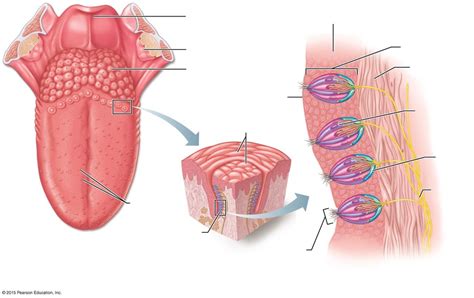 Nervous System Special Senses Structures Of The Tongue Diagram