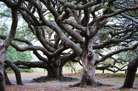 Goose Islandtx Oak Trees We Call Them The 3 Sisters Located