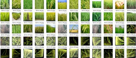 植物分类数据集：水稻生熟分类成熟度分类数据集水稻图片数据集 Csdn博客