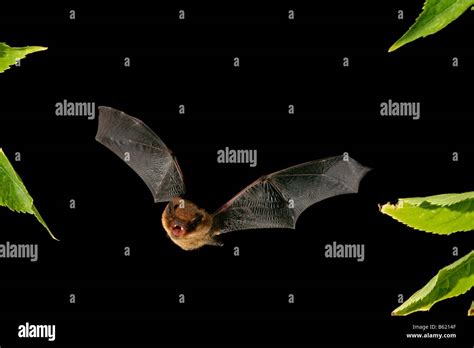 Soprano Pipistrelle Pipistrellus Pygmaeus Stock Photo Alamy