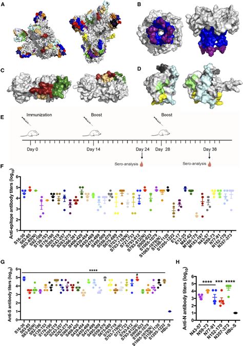 Predication And Validation Of Epitopes On Sars Cov 2 A D Molecular