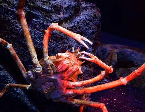 Premium Photo Giant Spider Crab Japanese Giant Crab Swimming