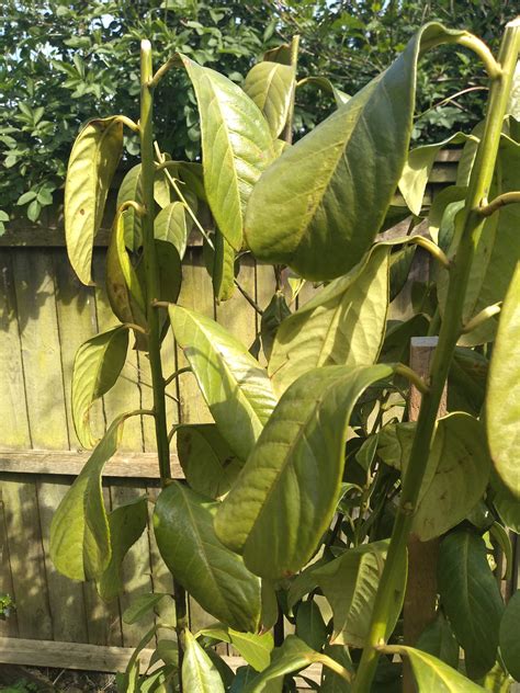 Laurel Wilting — Bbc Gardeners World Magazine