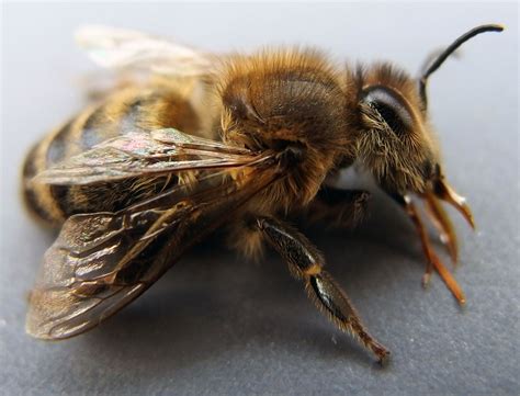 Free Image Honey Bee Close Up Libreshot Public Domain Photos