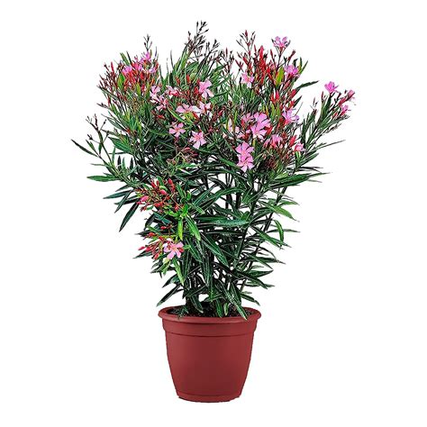 Adelfa Planta Exterior Muebling