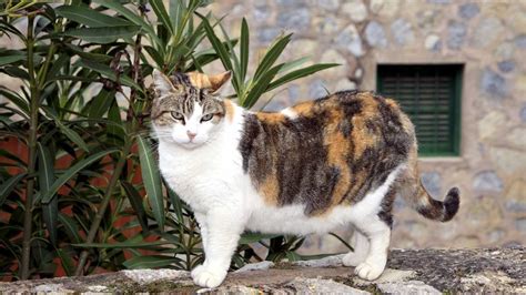 Wie Erkennt Man Dass Eine Katze Schwanger Ist Haustiereleben