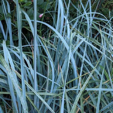 Blue Lyme Grass Plant Addicts