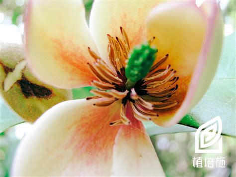 「植培施」 含笑michelia Figo 常绿灌木类栽培手册 知乎