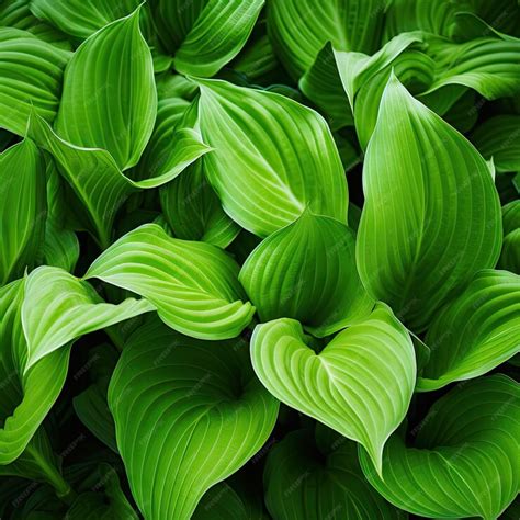 Hosta Leaves Texture Background Hostas Leaf Nature Pattern Big Daddy