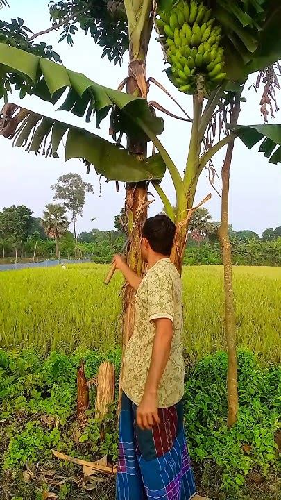 Bananas Cutting Scene 🌴🍌ep 336shorts Shortvideo Banana Harvest