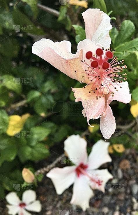白芙蓉花
