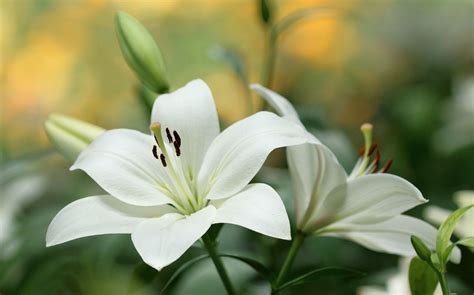 White Lily Wallpapers Top Free White Lily Backgrounds Wallpaperaccess