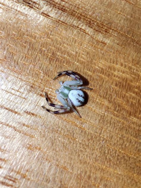 What Is This Spider Pittsburgh Pa Rwhatisthisspider