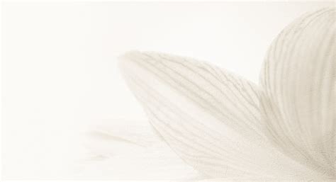 달콤함 백색과 데이지들이 희미함 날짜에 멀베리 종이 질감 0명에 대한 스톡 사진 및 기타 이미지 0명 2015년 꽃 나무 Istock