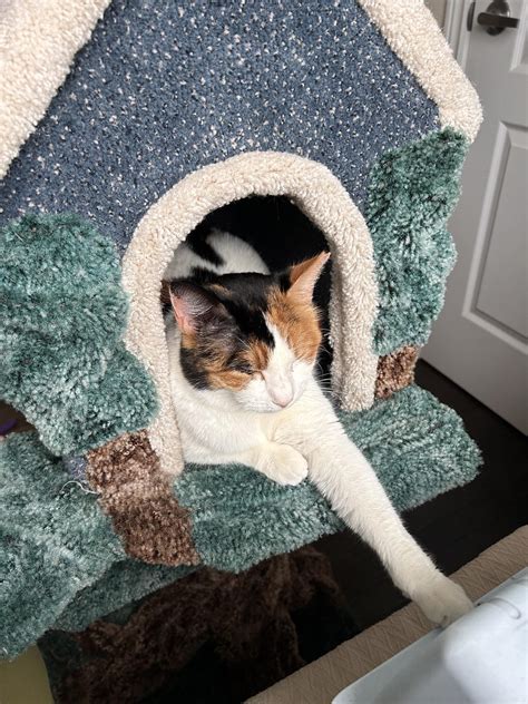 Toadette Team Cat Rescue