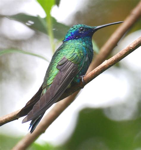 Colibri Wikipedia La Enciclopedia Libre