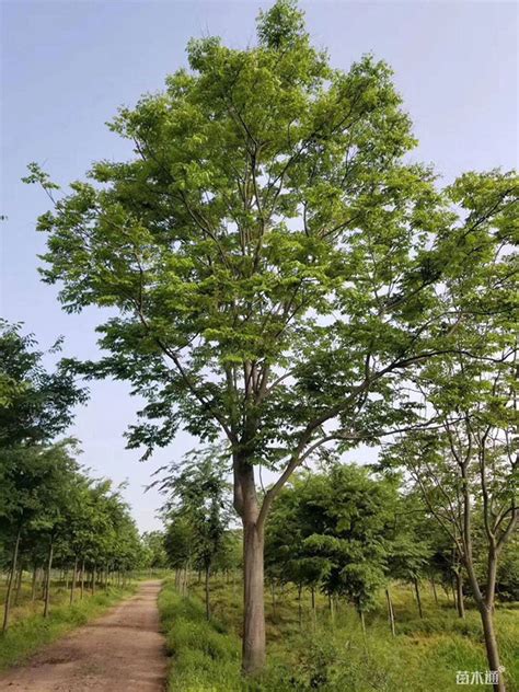 猥实的园林用途 苗木百科 中国花木网