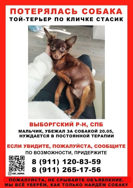 Выборгский р-н, СПб ️ 20 мая днём .Потерялась собака по кличке Стасик ...