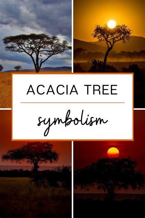 The Symbolism Of The Acacia Tree