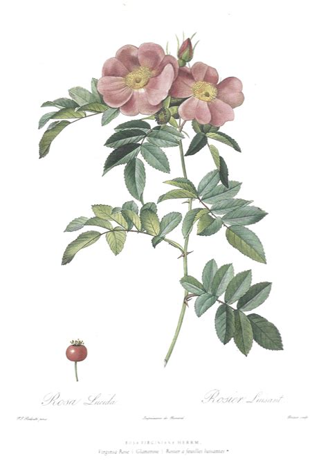 Vintage Botanical Print Antique York Rose Plant Print Botanical Print