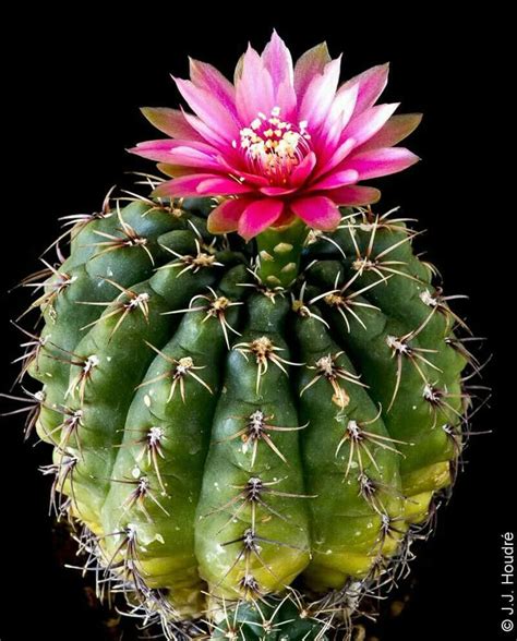 Flor De Cactus Rosa En Un Jardín Exótico