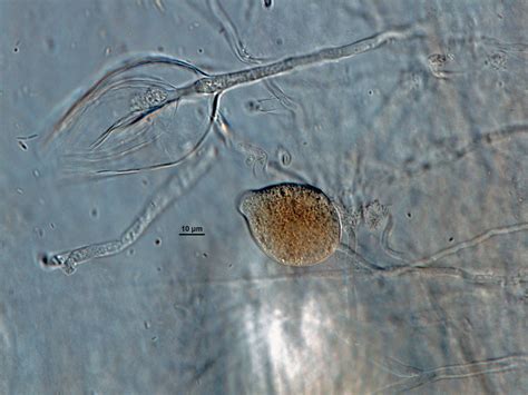 Phytophthora Medicaginis Idphy