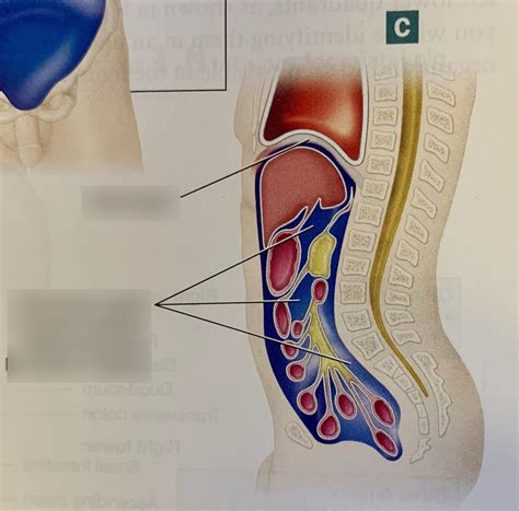 Peritoneal Cavity Diagram Quizlet