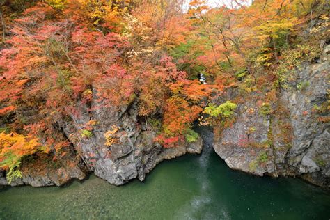 本日の一枚 名もない紅葉 GANREF
