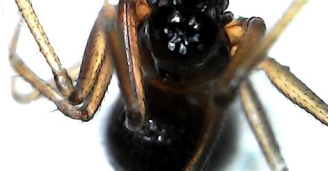 Microscopic Pics Of A 4mm Long Spider I Will Take Suggestions For