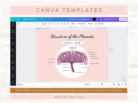 Placenta Structure Placenta Grading Different Placenta Types Png