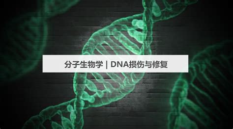 分子生物学 Dna损伤与修复 知乎