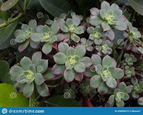 Rosette Green Leaves Of Aeonium Undulatum Attractive Ornamental