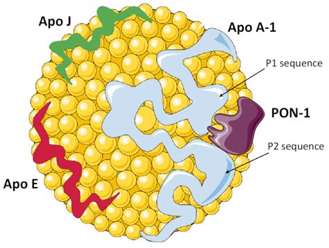 Hdl Molecule