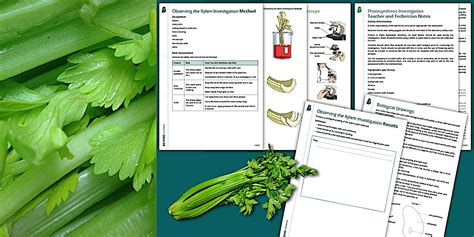 Observing The Xylem Investigation Beyond Science Twinkl