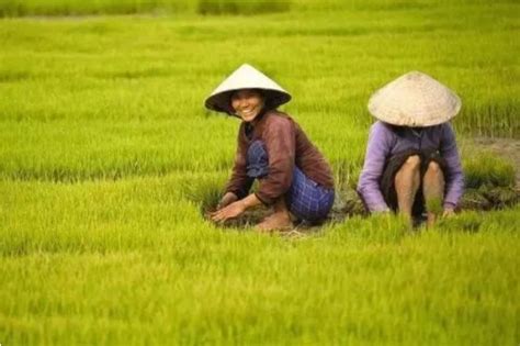 有机肥发酵腐熟度标准 中国产业发展促进会生物质能产业分会