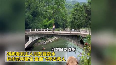 狗狗看到主人朋友要跳水 拼命吼叫警告 最后飞奔去救人