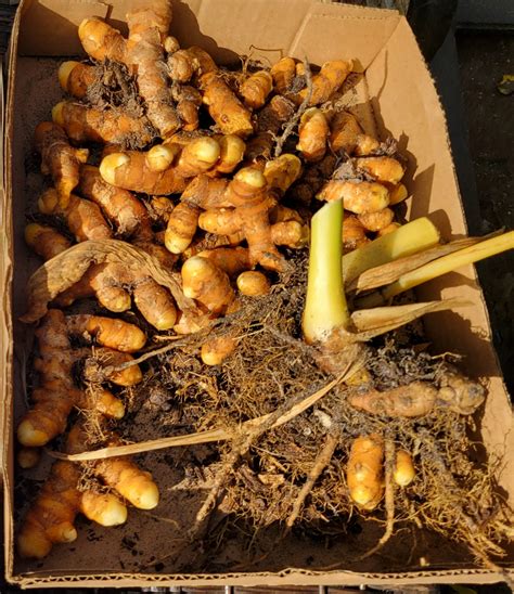 How To Grow Turmeric And Where To Get Fresh Turmeric Root In Florida