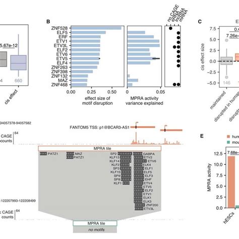 Of Orthologous Regulatory Elements Show Significant Cis Effects A Download Scientific